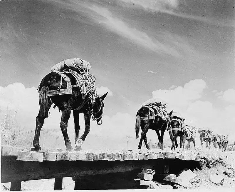 The Horses and Mules of World War 1 and 2